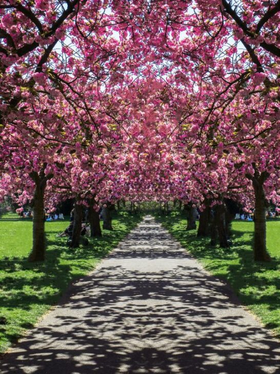 Visiting London in April [All you need to know]